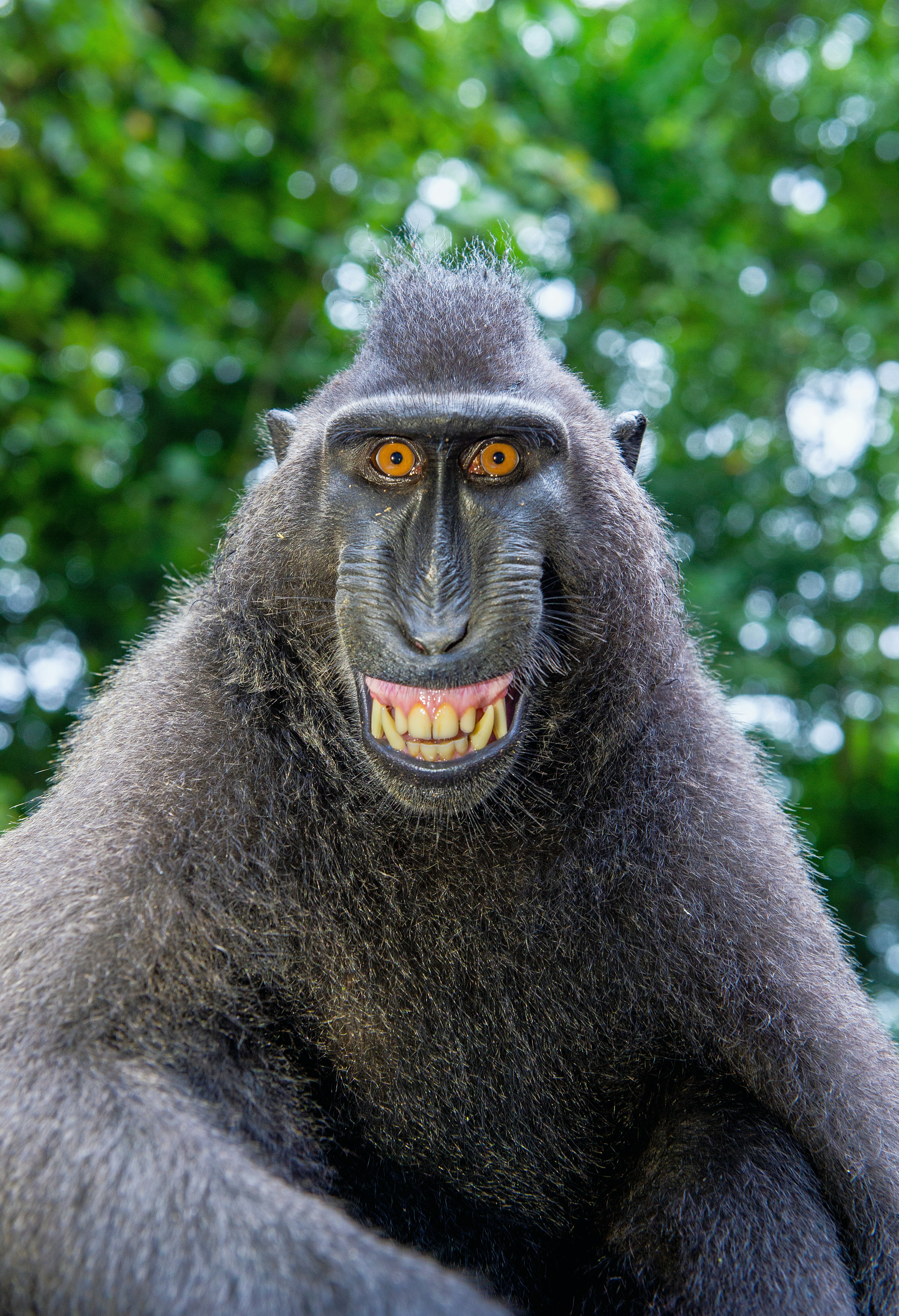 The Ape of God – A Singular Passion
